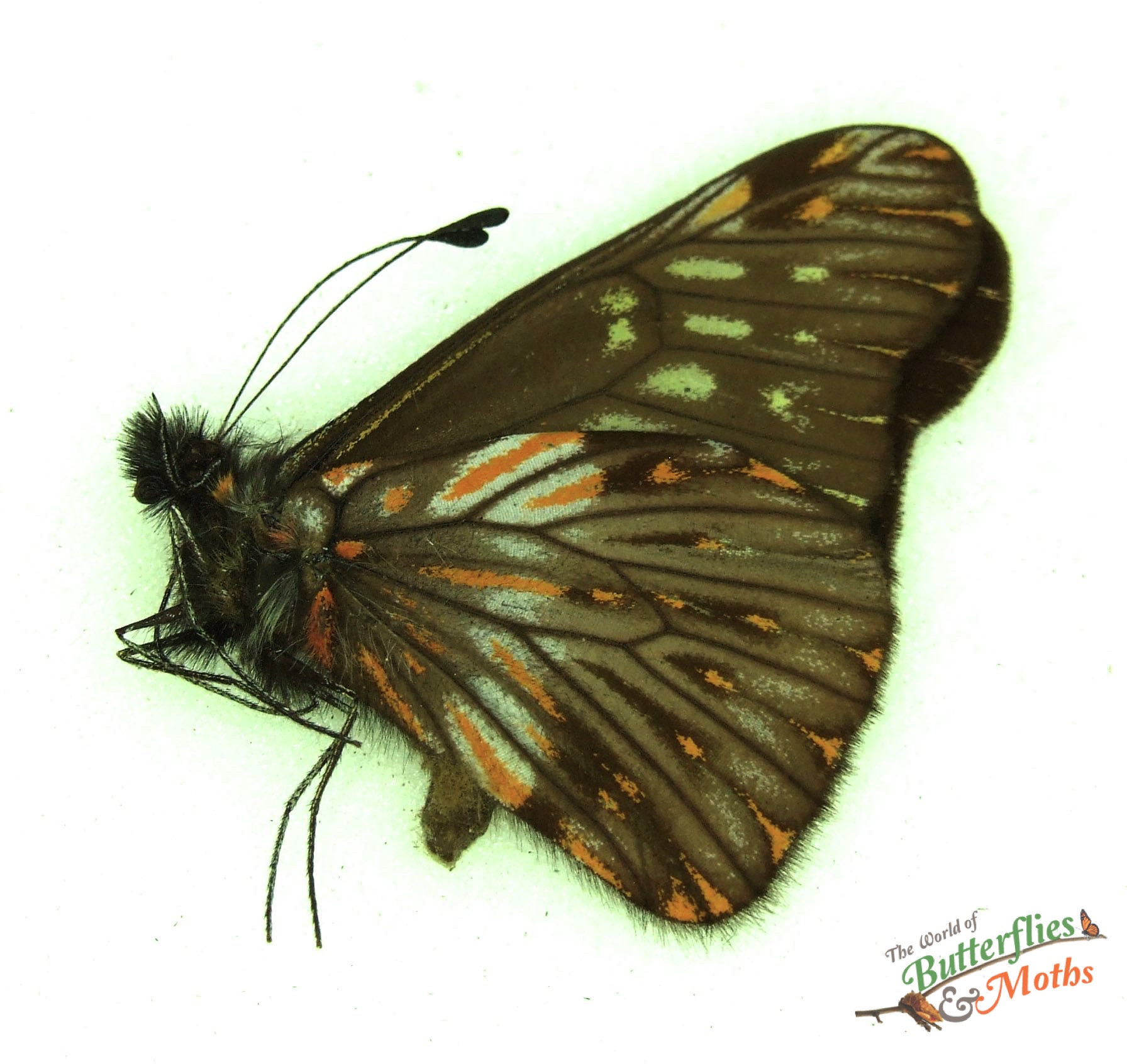 Catastica punctata Peru A1- World of Butterflies and Moths