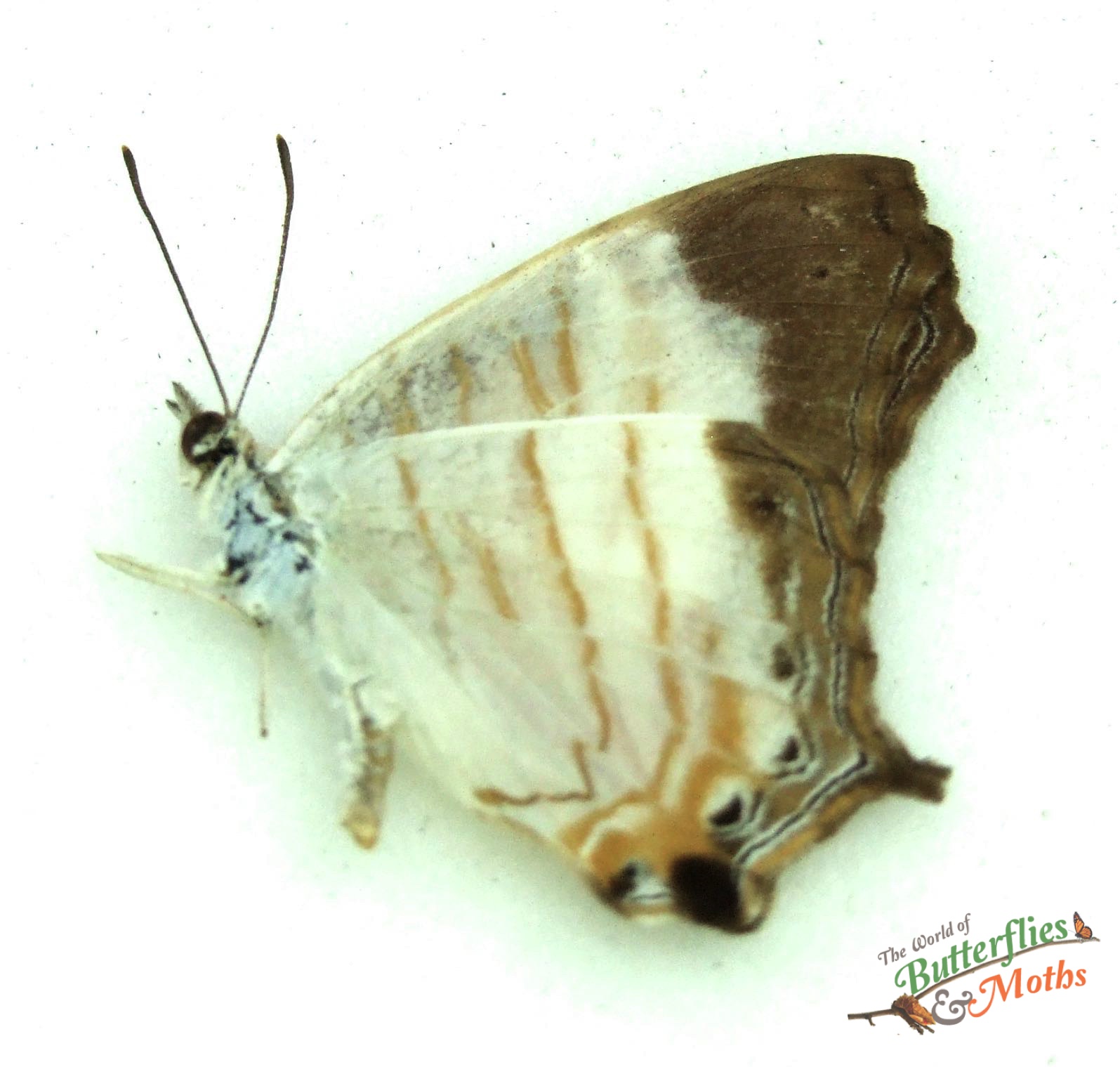 Cyrestis themire Little Map THAILAND - World of Butterflies and Moths