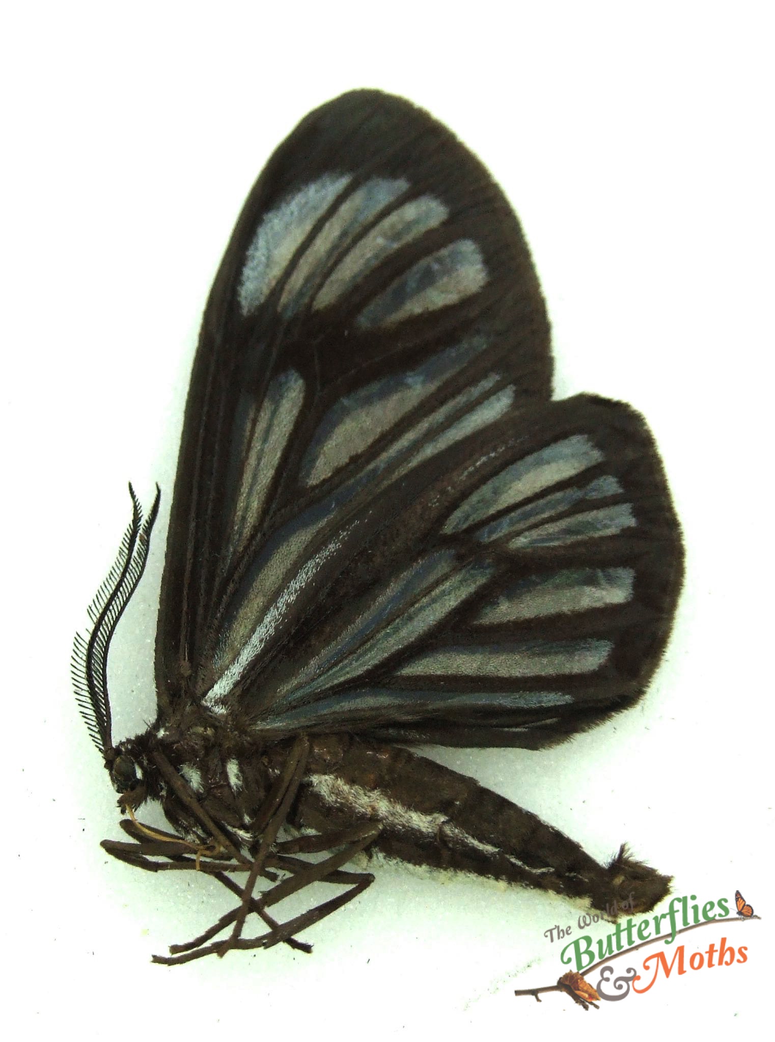 Gonora hyelosioides Peru A1- World of Butterflies and Moths