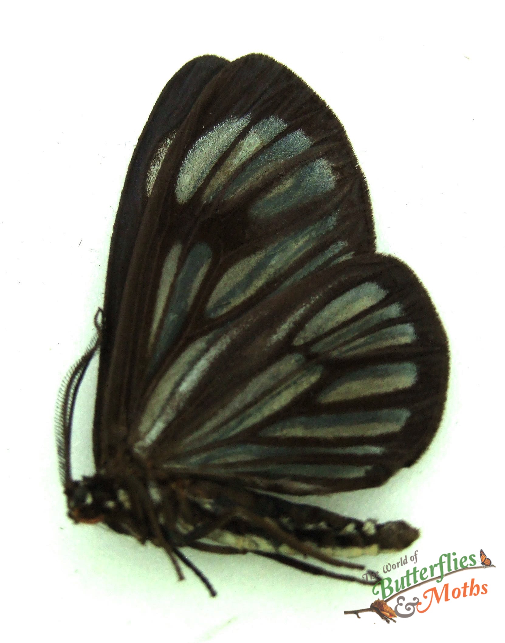 Gonora hyelosioides Peru A1- World of Butterflies and Moths
