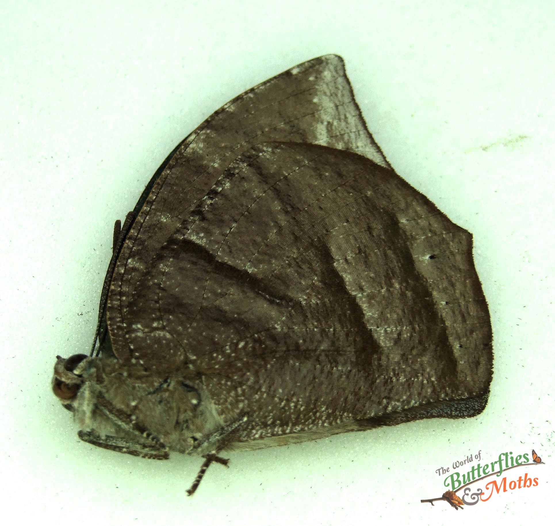Memphis lineata Lined Leafwing Peru A1- World of Butterflies and Moths