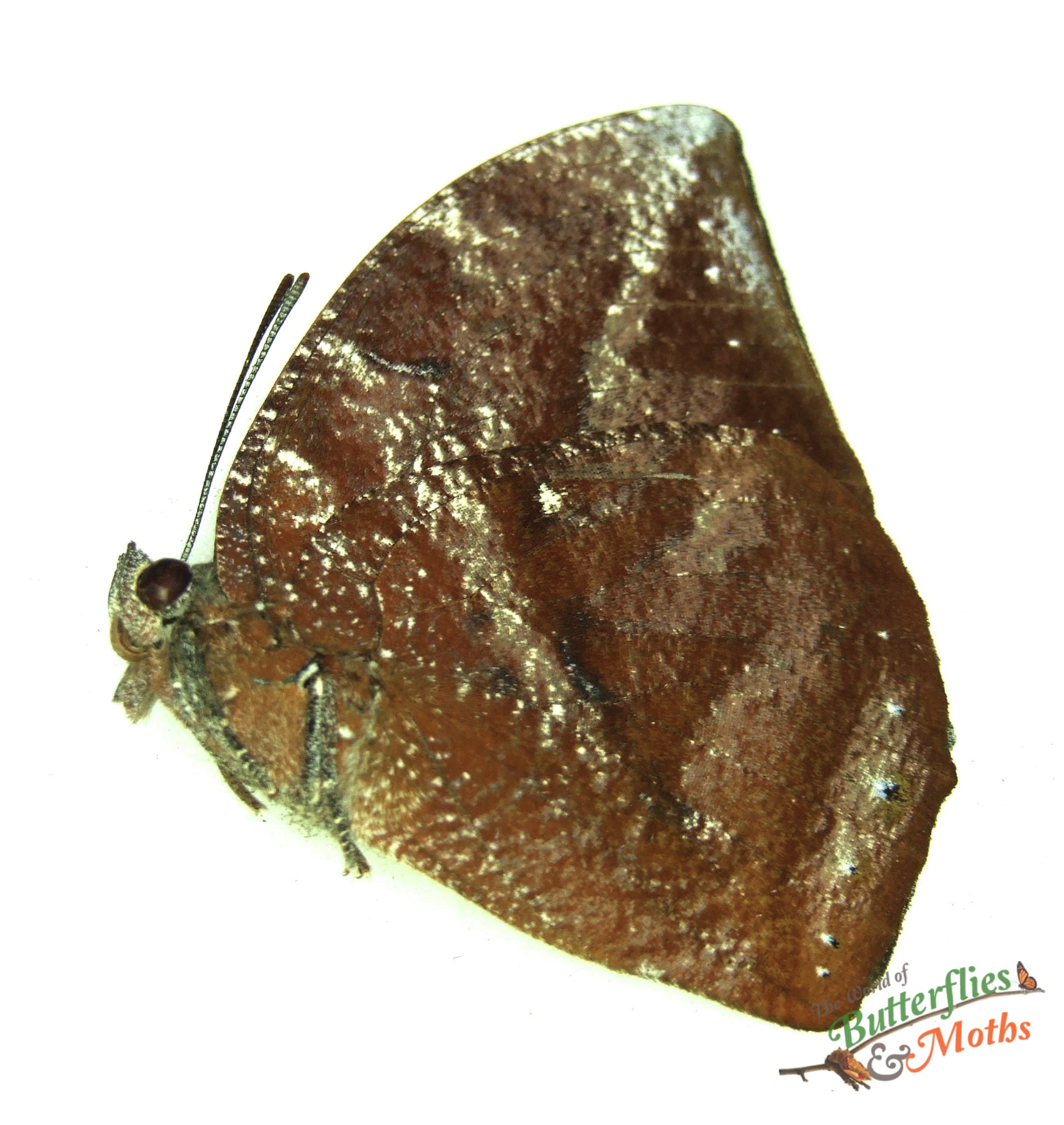 Memphis phantes Leafwing Peru A1- World of Butterflies and Moths