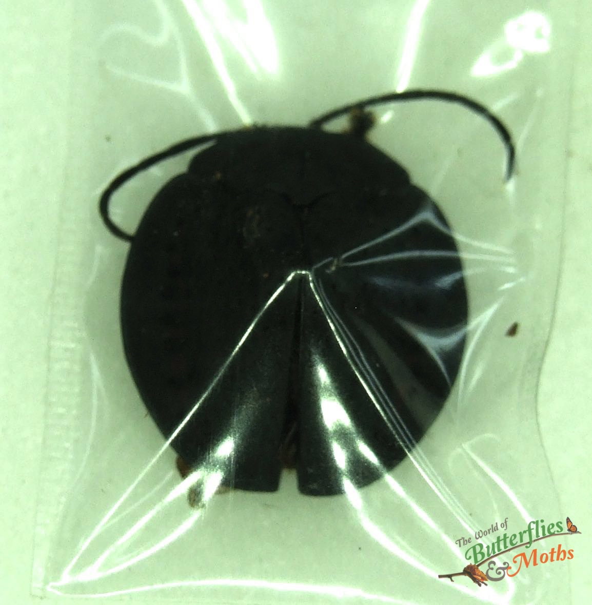 Stolas species Tortoise Beetle Peru - World of Butterflies and Moths