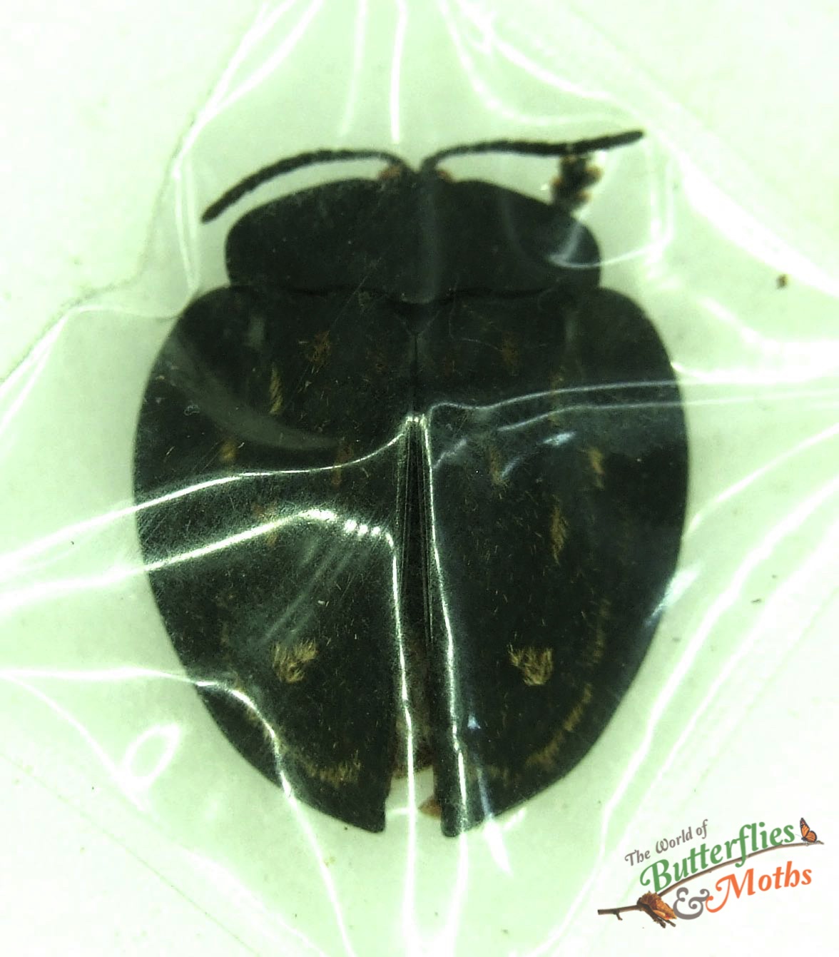 Stolas species 2 Tortoise Beetle Peru - World of Butterflies and Moths