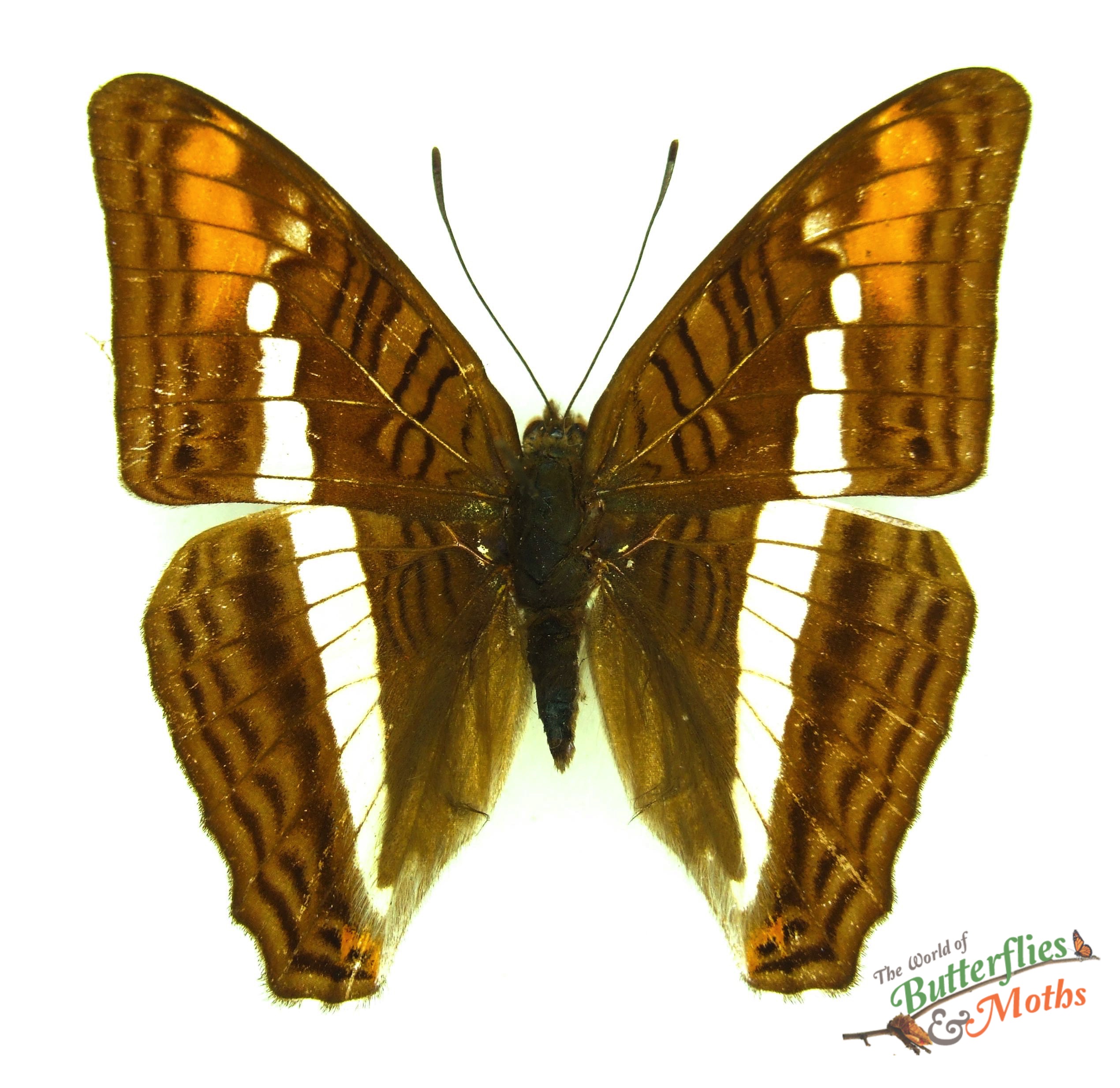 Adelpha aricia The Californian sister Peru A1- World of Butterflies and ...