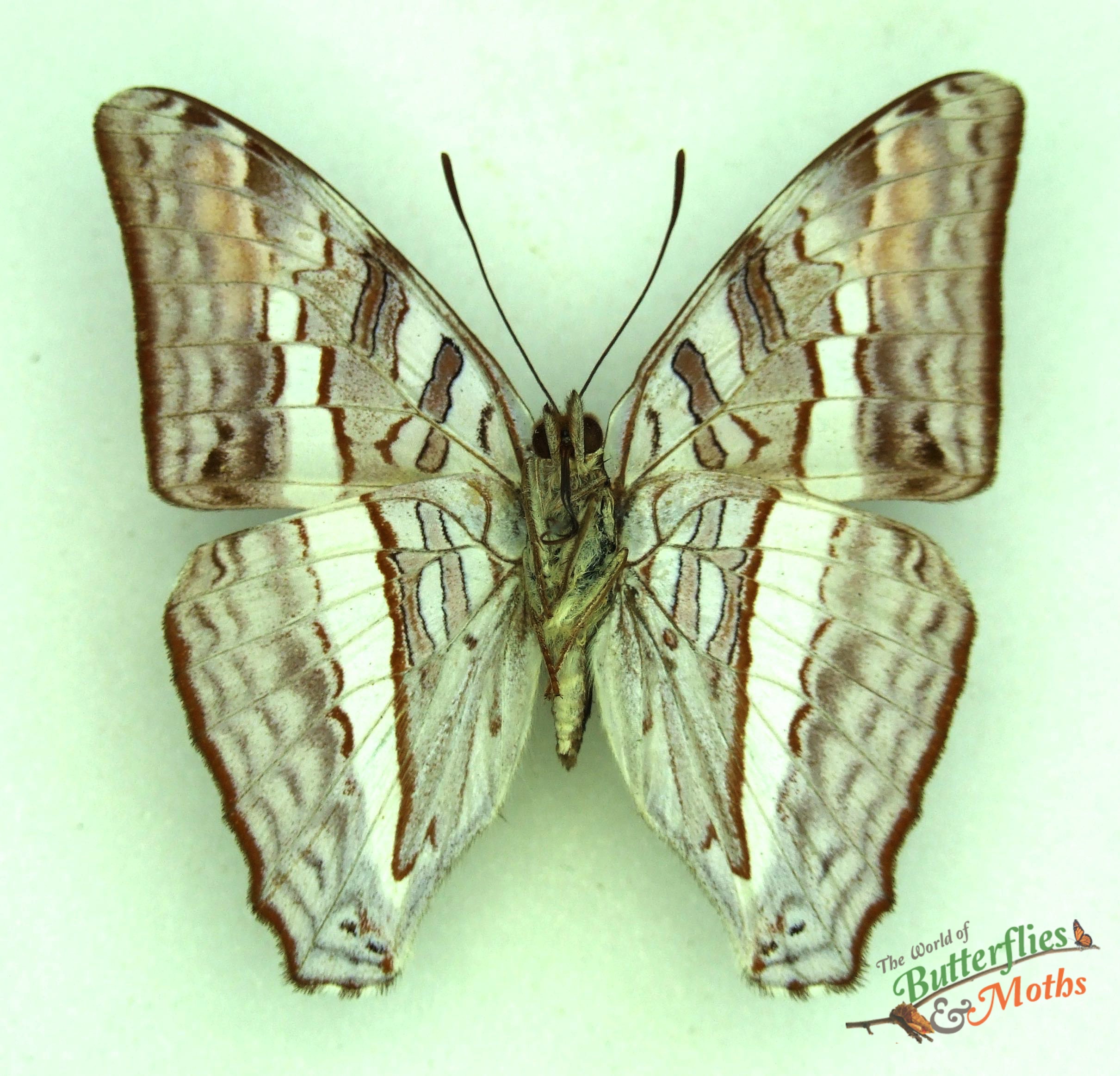 Adelpha aricia The Californian sister Peru A1- World of Butterflies and ...