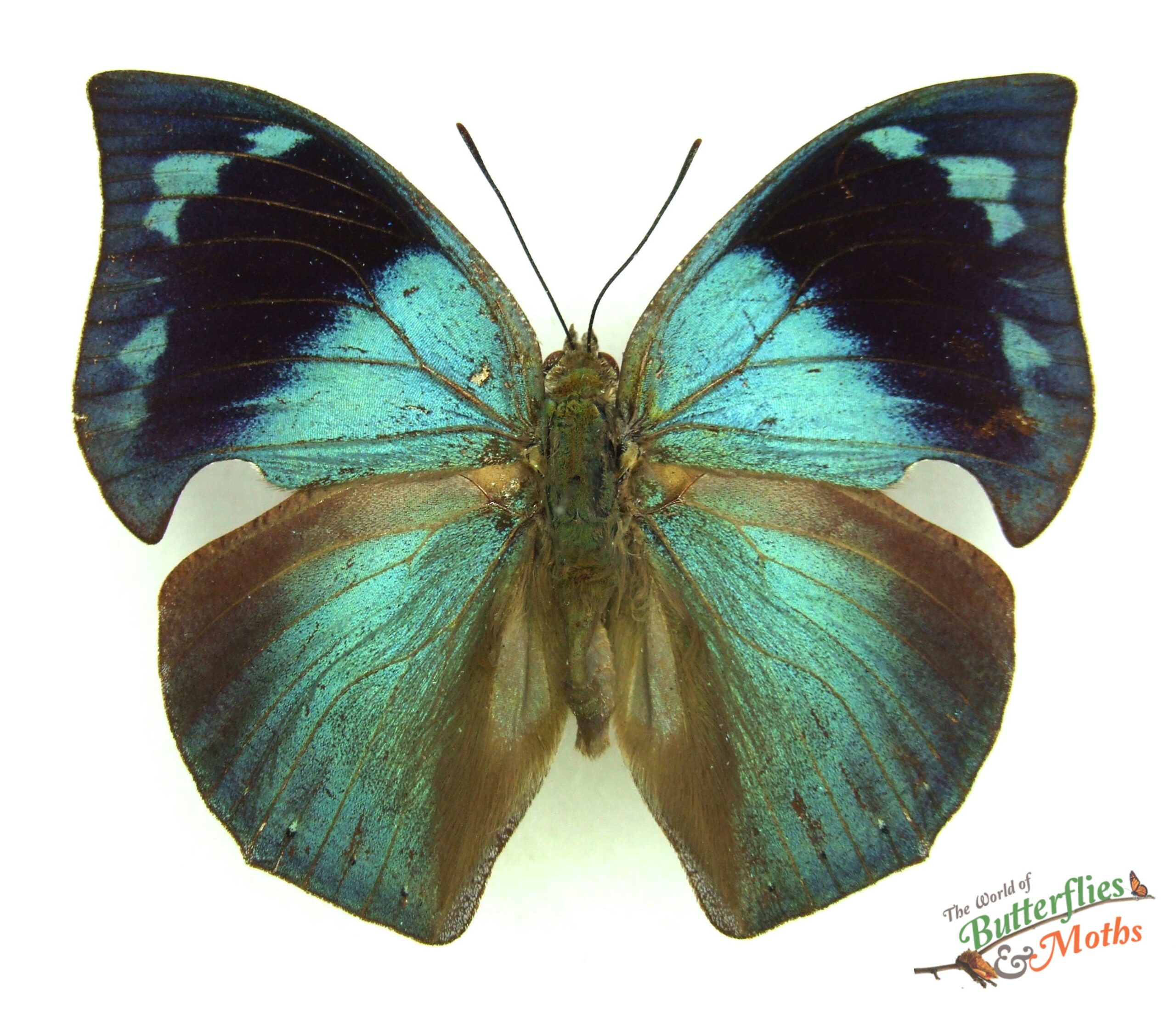 Memphis lineata Lined Leafwing Peru A1- World of Butterflies and Moths