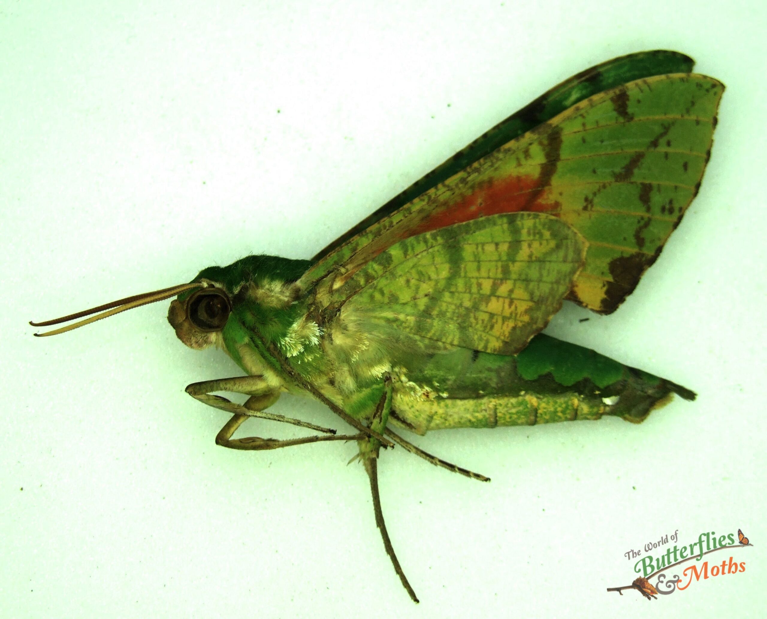 Euchloron megaera Verdant Hawk CAMEROON - World of Butterflies and Moths