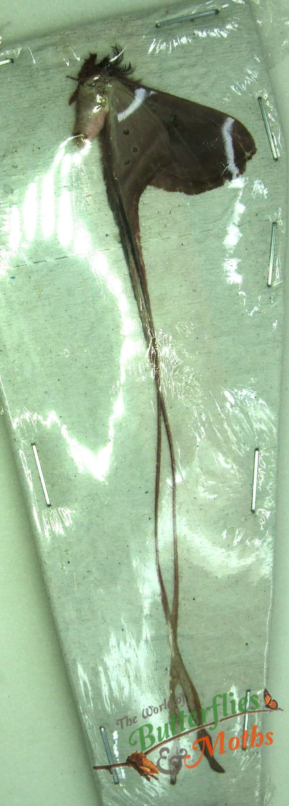 Eudaemonia trogiophylla CAMEROON - World of Butterflies and Moths