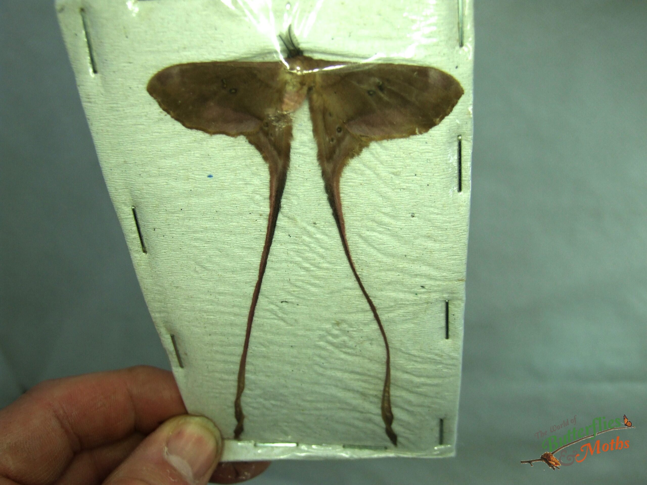 Eudaemonia trogiophylla CAMEROON - World of Butterflies and Moths