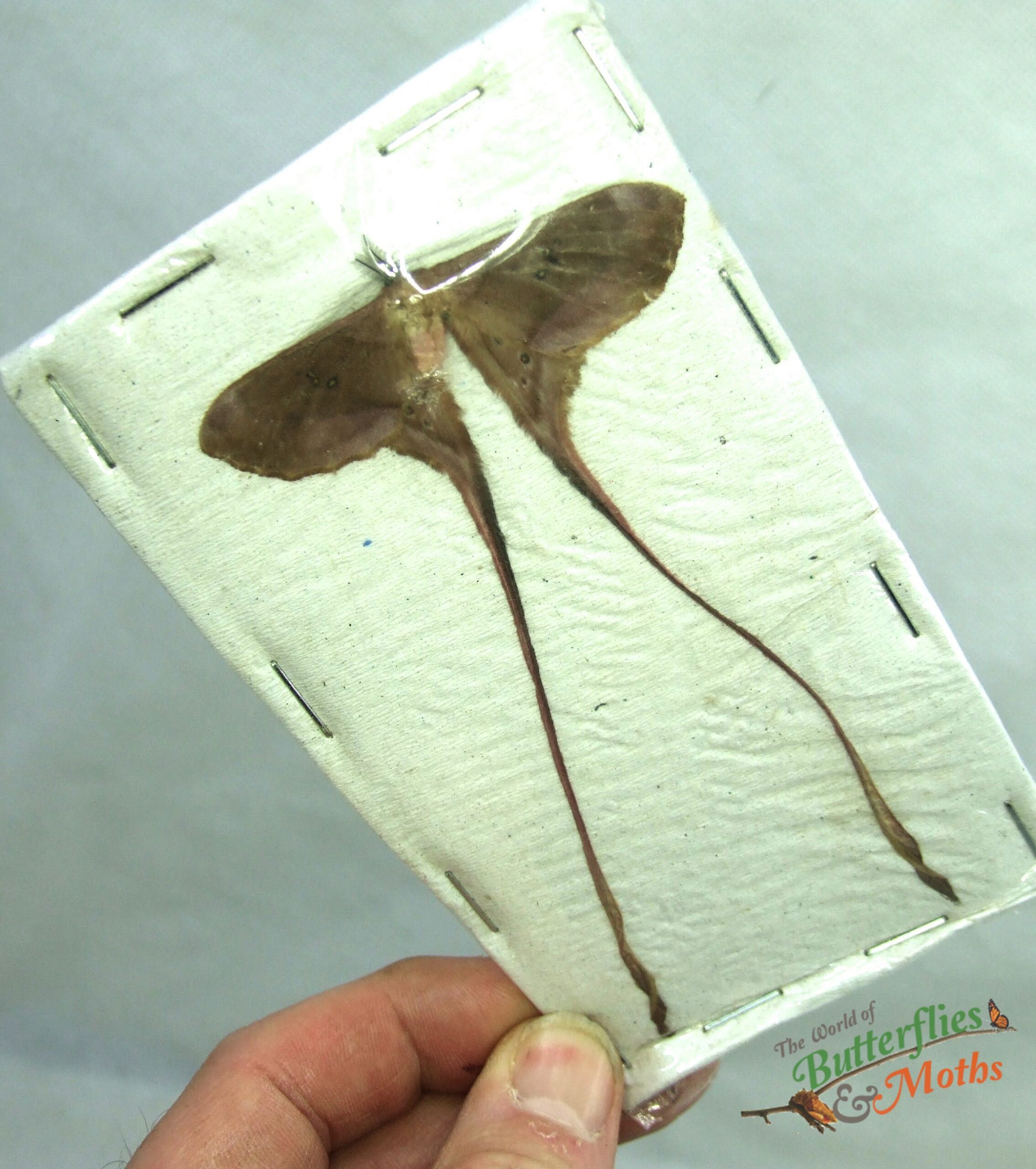 Eudaemonia trogiophylla CAMEROON - World of Butterflies and Moths