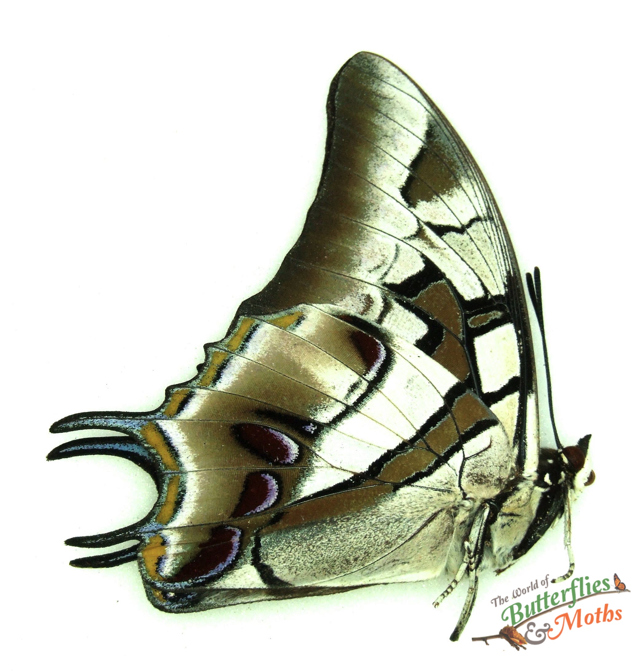 Polyura (Charaxes) Cognatus Sulawesi INDONESIA A1- World of Butterflies ...