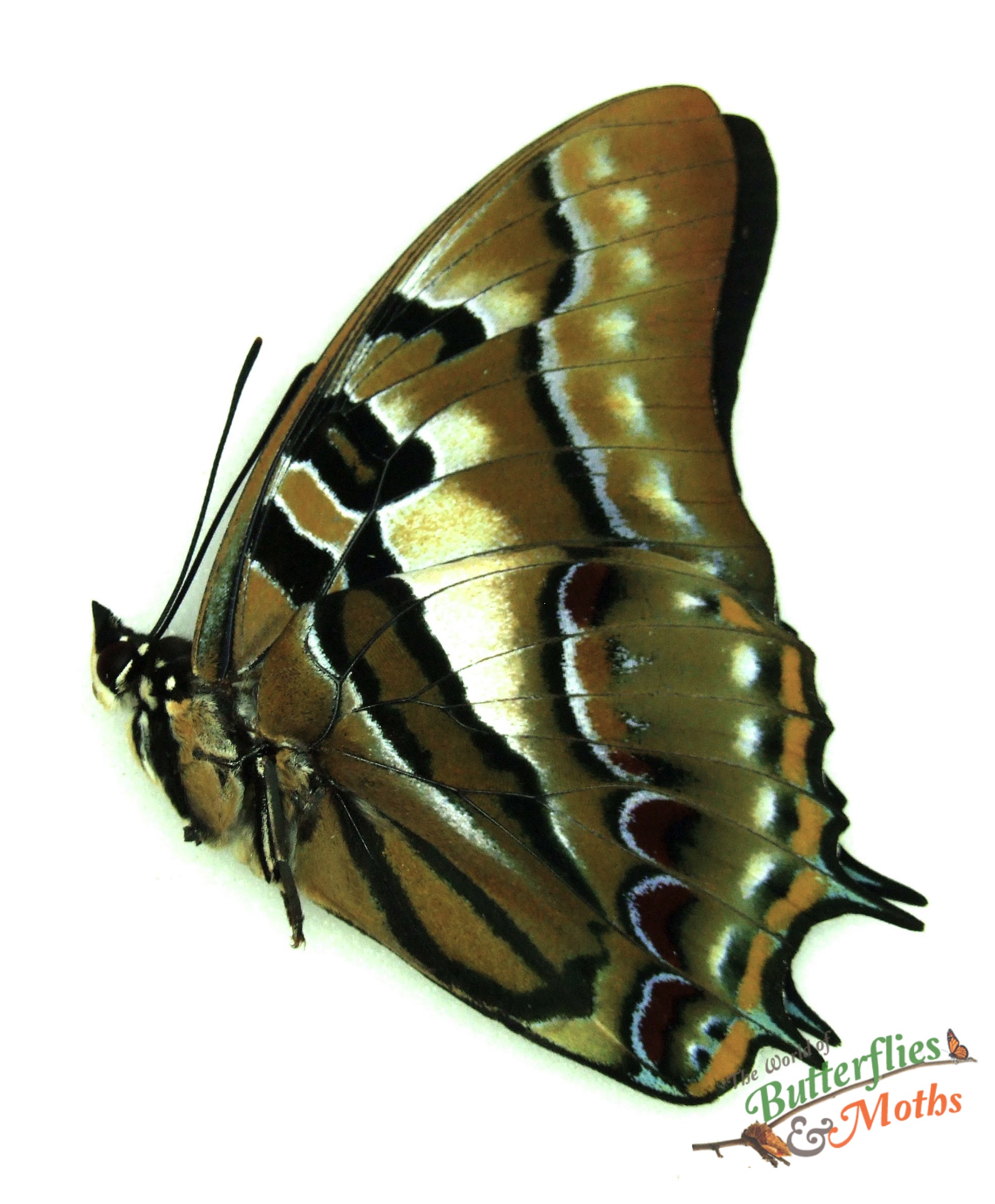 Polyura (Charaxes) pyrrhus Ambon INDONESIA A1- World of Butterflies and ...