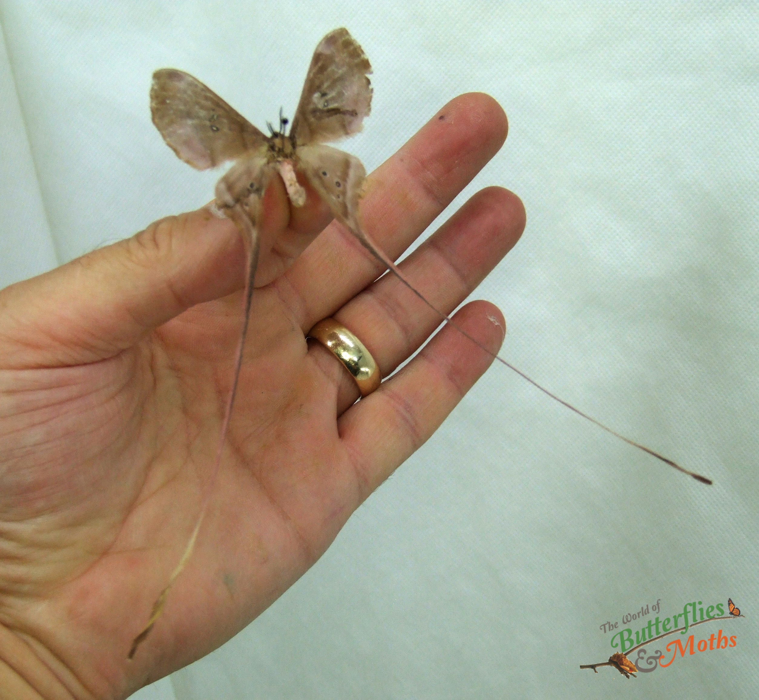 Eudaemonia trogiophylla CAMEROON - World of Butterflies and Moths