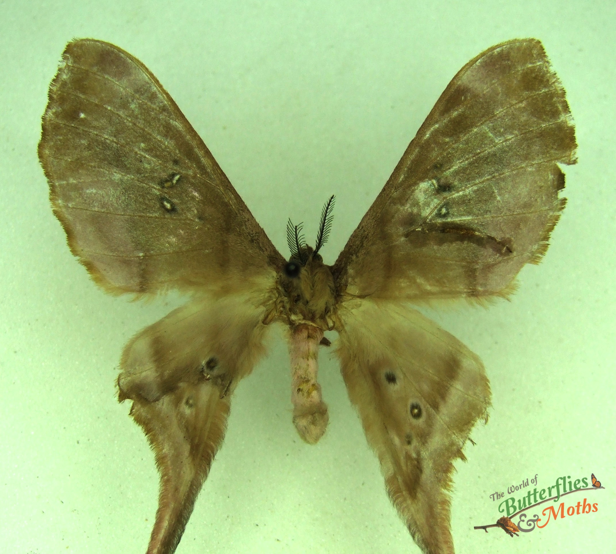 Eudaemonia trogiophylla CAMEROON - World of Butterflies and Moths