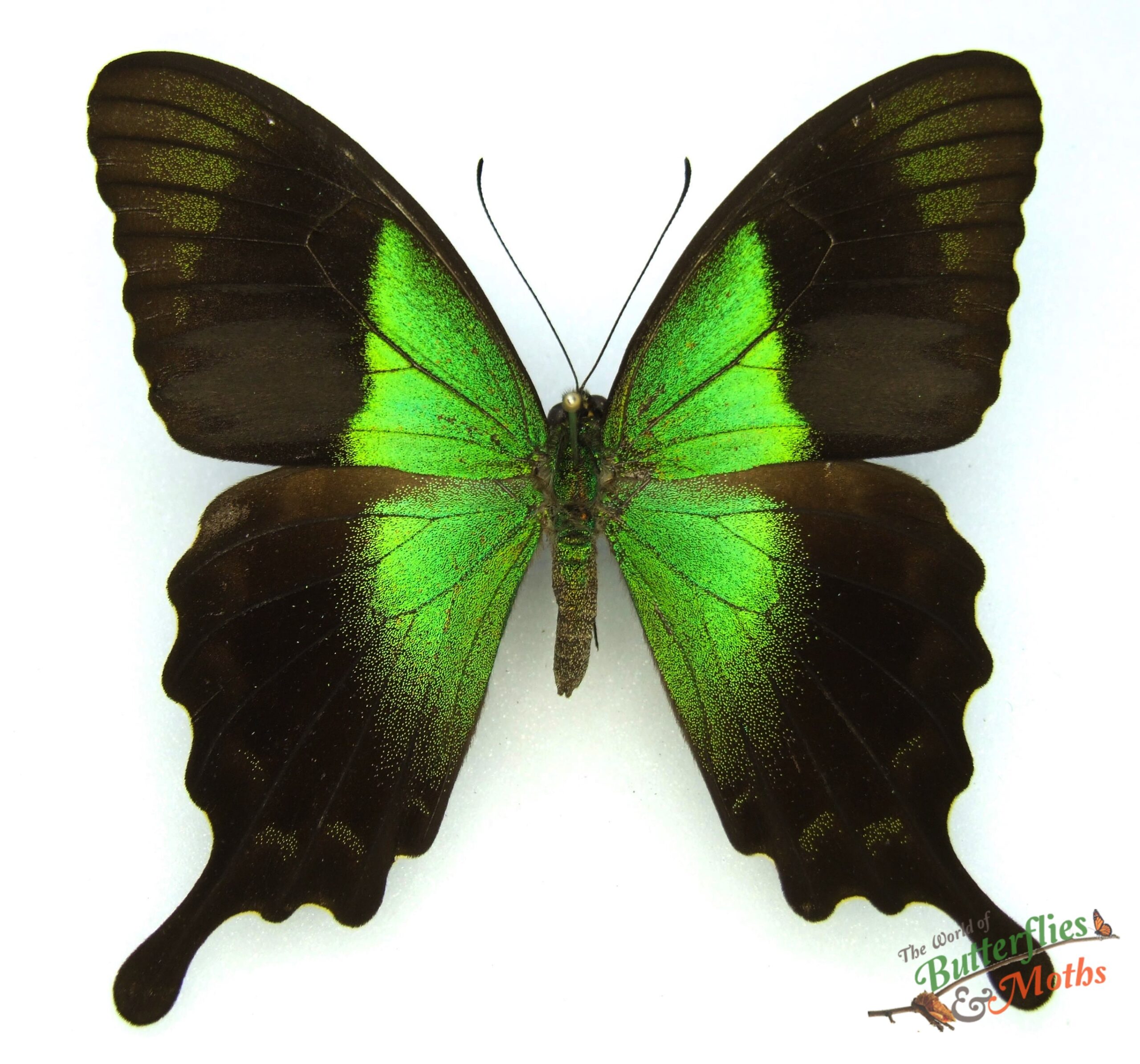 Papilio peranthus transiens INDONESIA - World of Butterflies and Moths