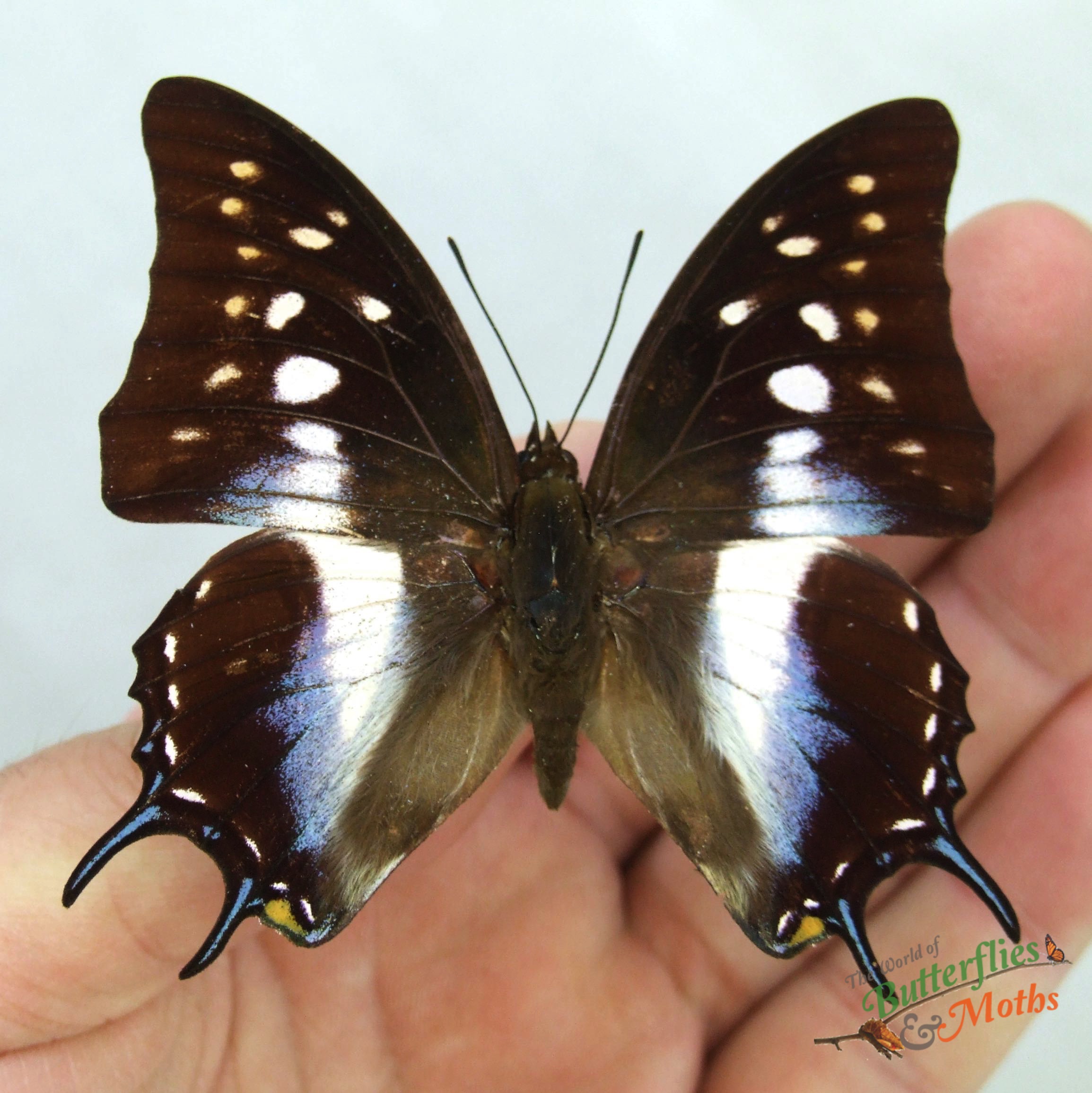 Polyura (Charaxes) Cognatus Sulawesi INDONESIA A1- World of Butterflies ...