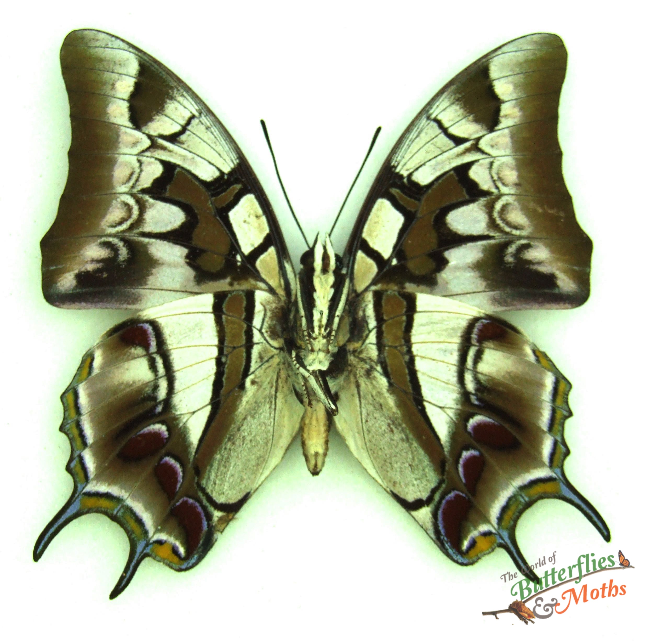 Polyura (Charaxes) Cognatus Sulawesi INDONESIA A1- World of Butterflies ...