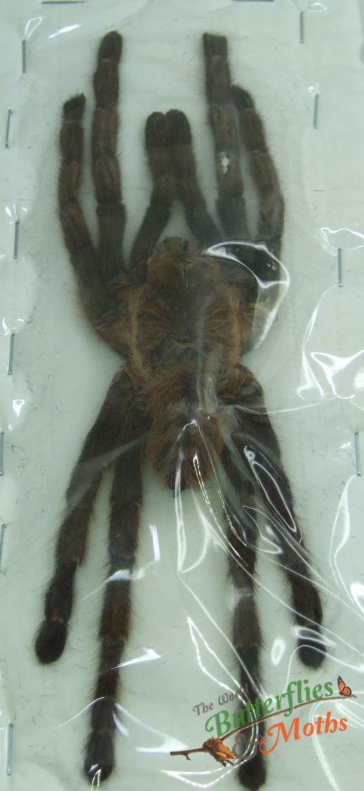 Spider Cyriopagopus schmidti Tarantula NORTH VIETNAM - World of ...
