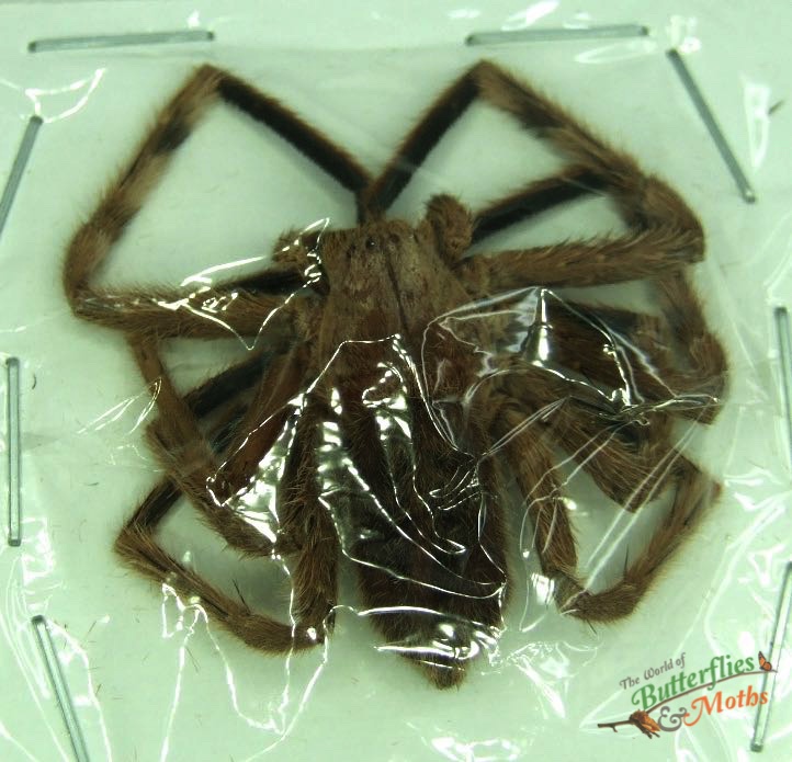 Huntsman Spider Sparassidae MALAYSIA TYP05 Unique Colors