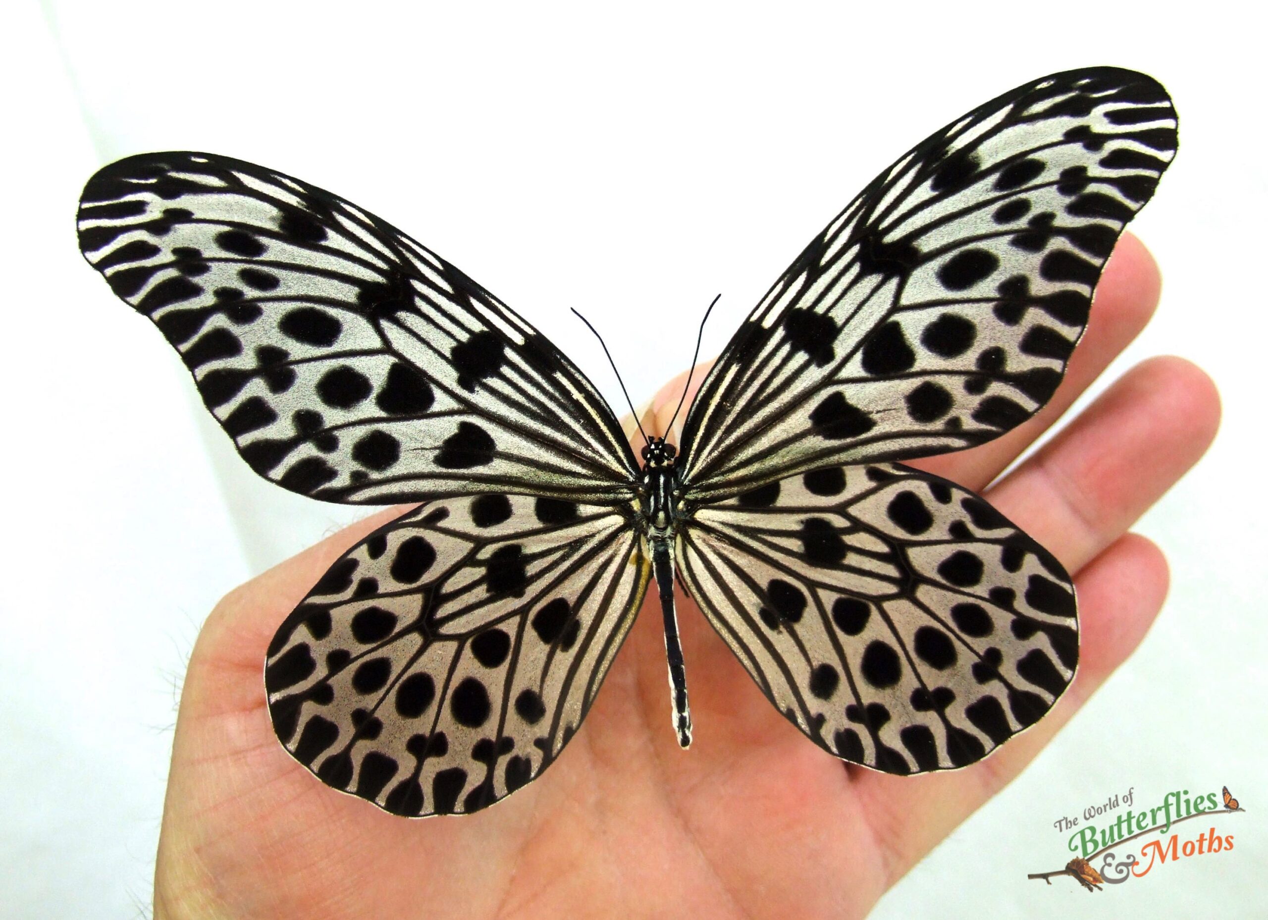 Idea lynceus MALAYSIA A1 - World of Butterflies and Moths