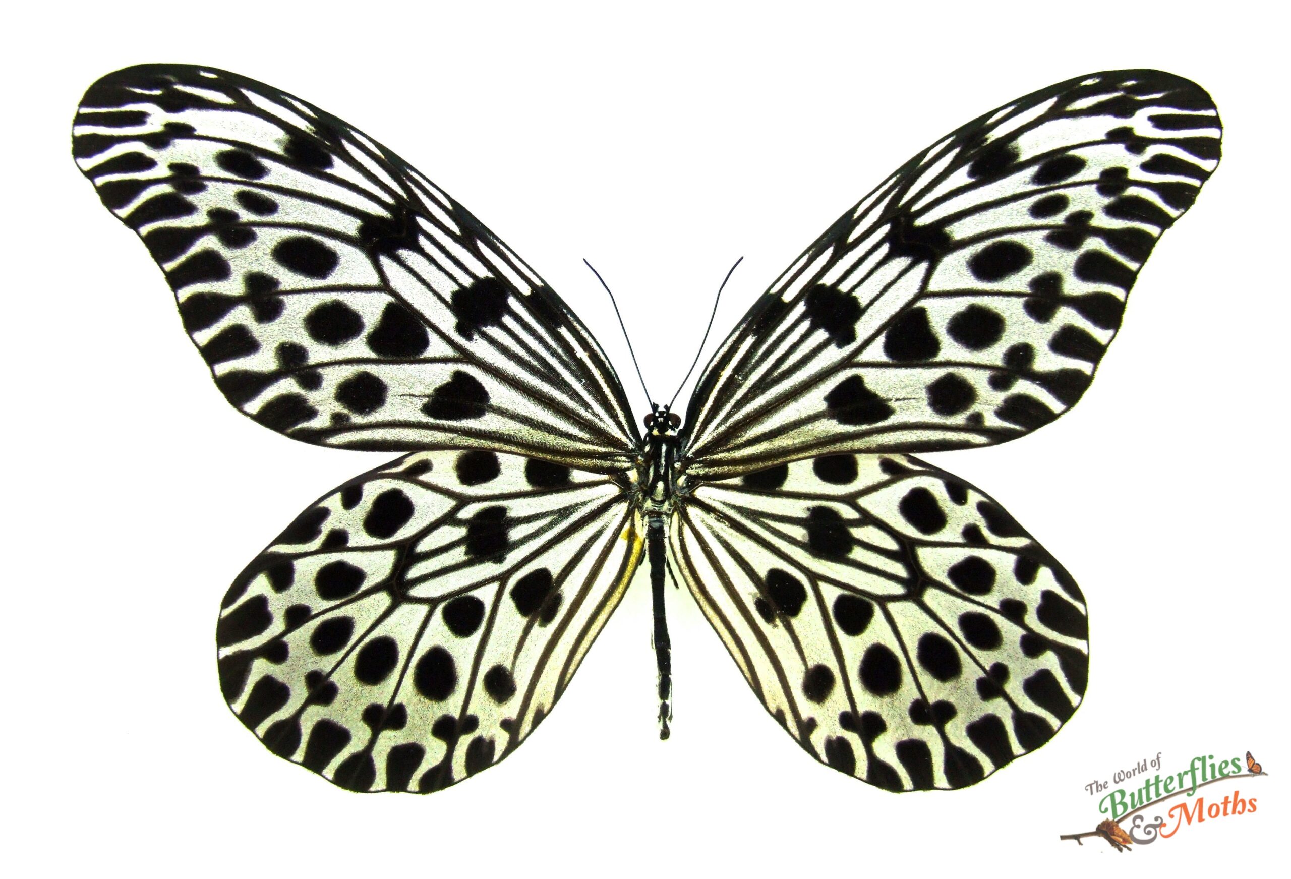 Idea lynceus MALAYSIA A1 - World of Butterflies and Moths
