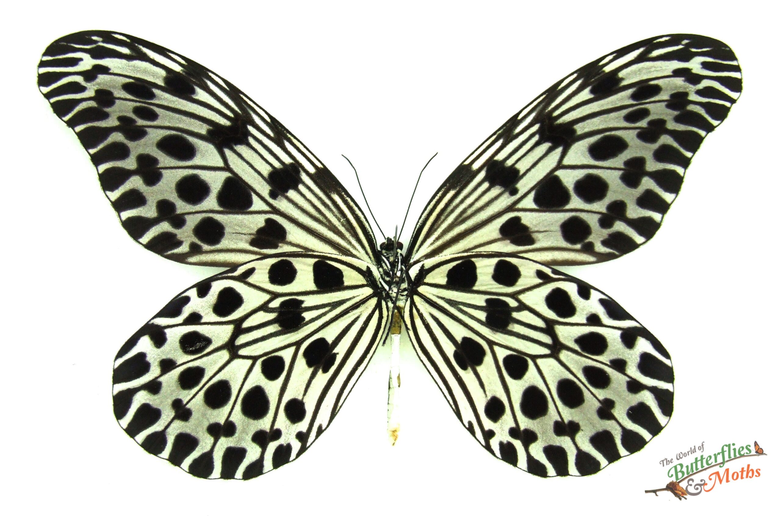 Idea lynceus MALAYSIA A1 - World of Butterflies and Moths