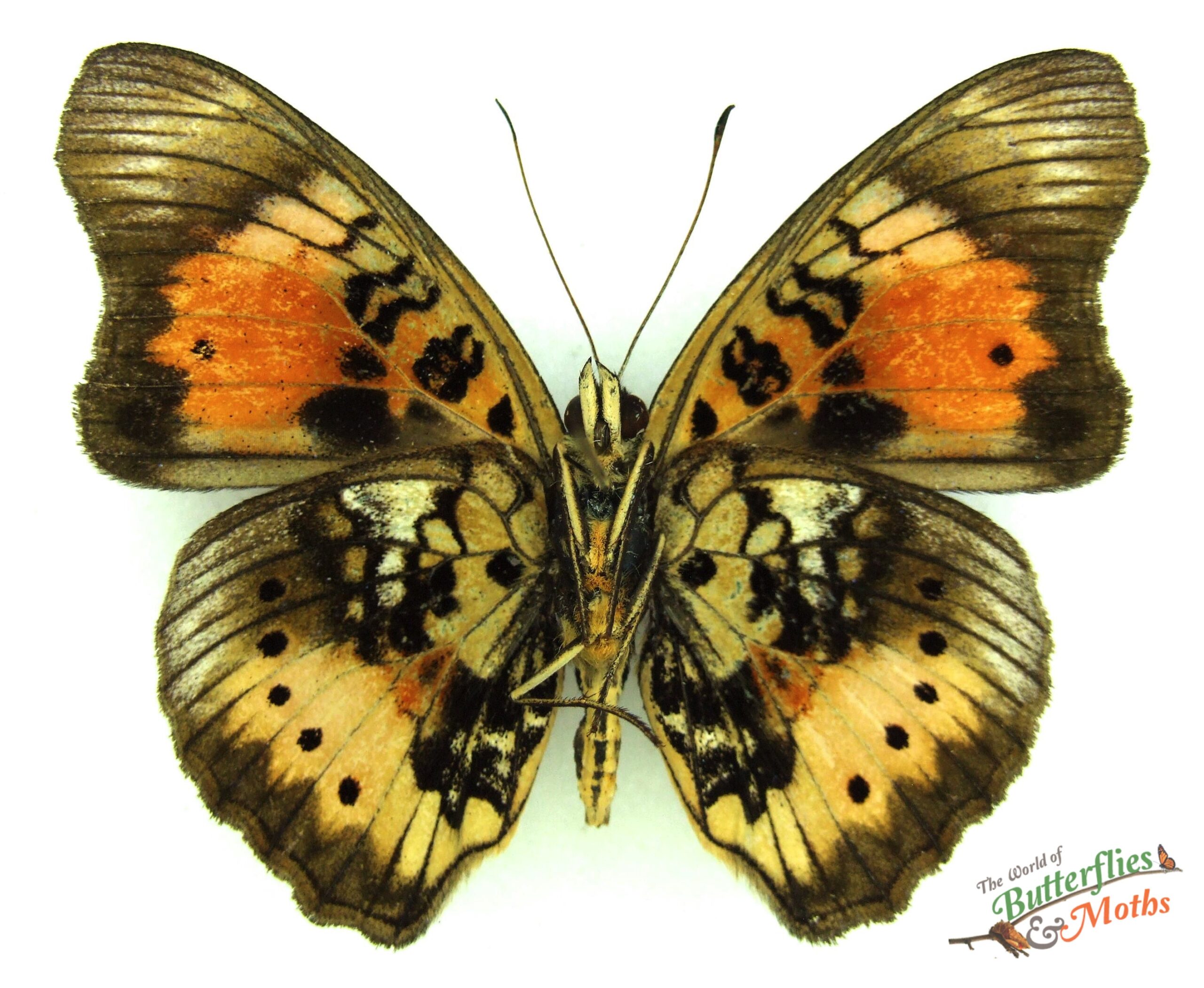 Junonia westermanni The Blue Spot Pansy C.A.R - World of Butterflies ...