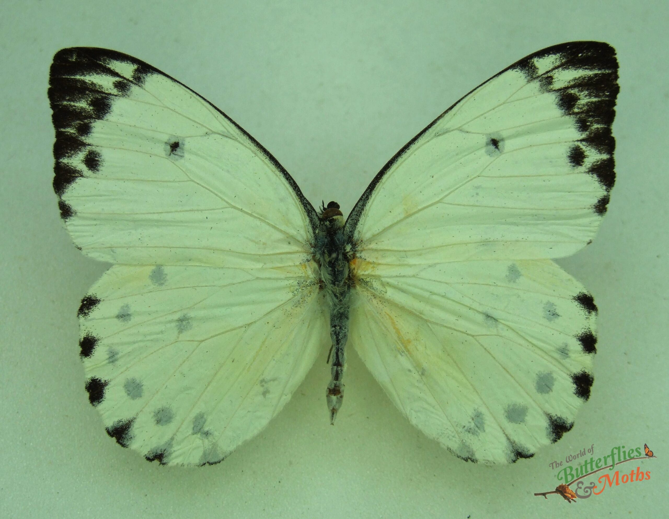 Home - World of Butterflies and Moths