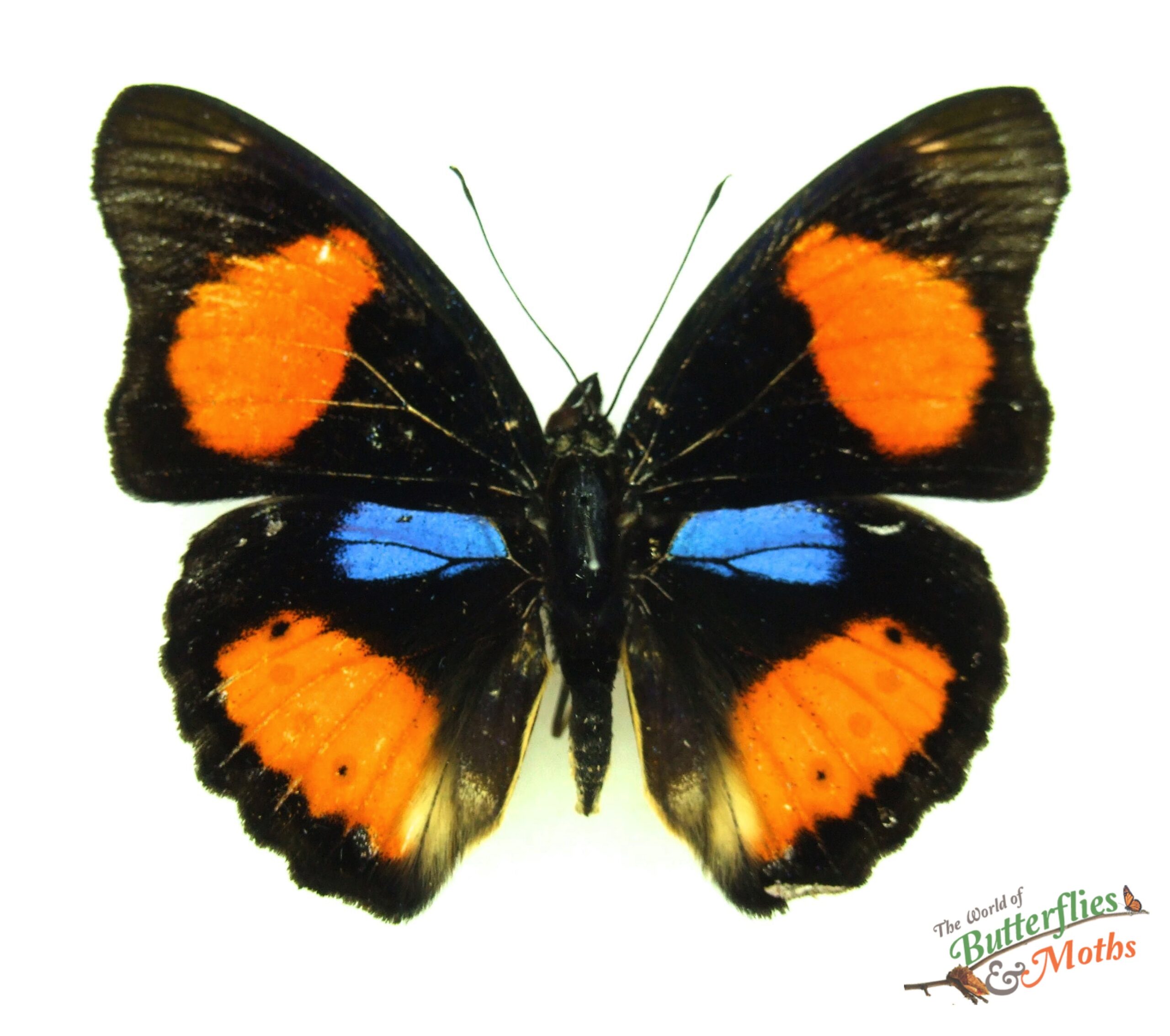 Junonia westermanni The Blue Spot Pansy C.A.R - World of Butterflies ...