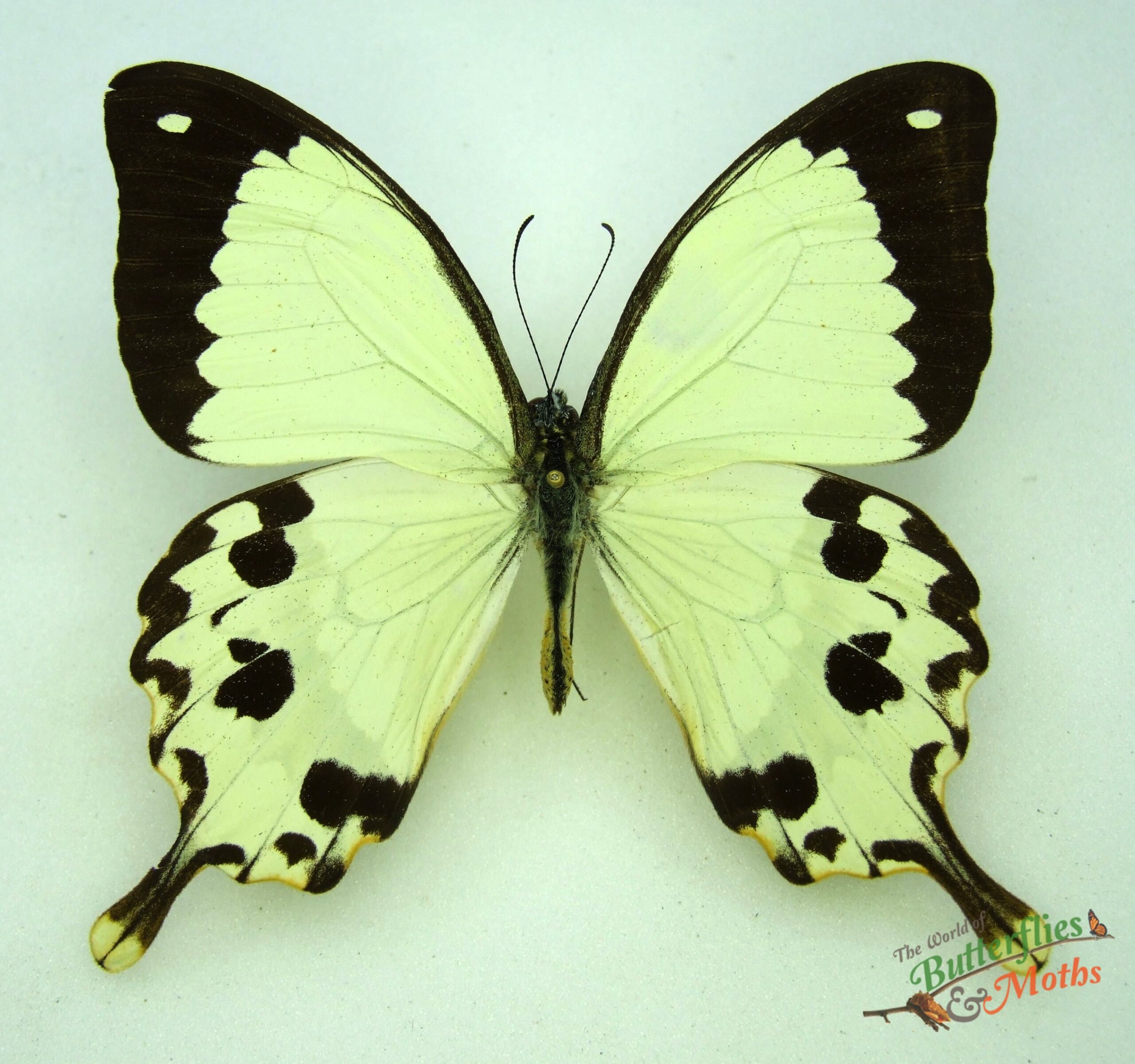 Wholesale Papilio dardanus The Flying Handkerchief Swallowtail C.A.R ...