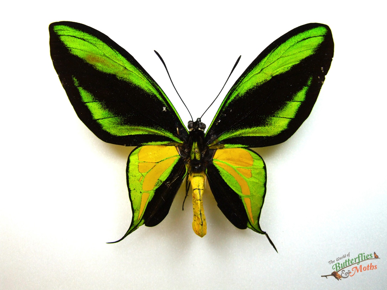 Ornithoptera paradisea PAPUA NEW GUINEA - World of Butterflies and Moths