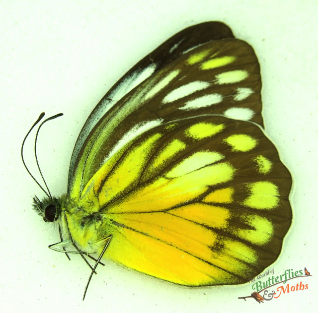 Cepora timnatha INDONESIA - World of Butterflies and Moths