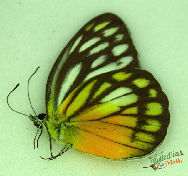 Cepora timnatha INDONESIA - World of Butterflies and Moths