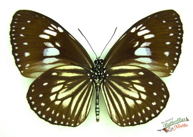Euploea eupator Buton Island INDONESIA - World of Butterflies and Moths