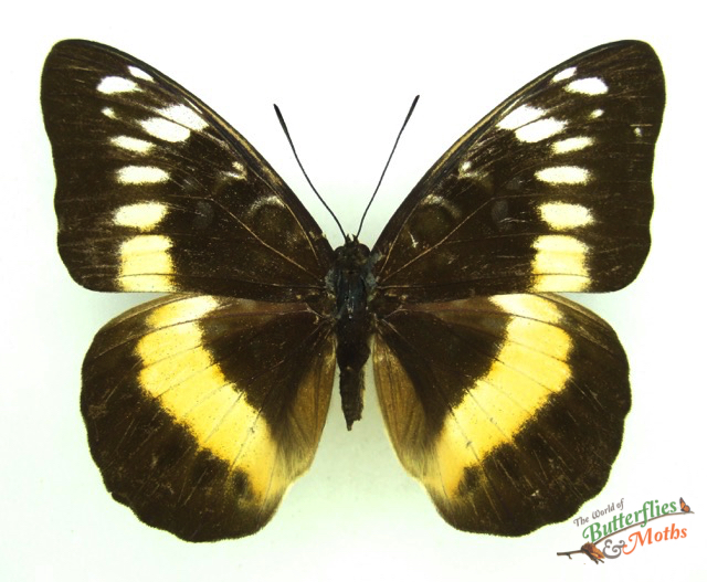 Lexias aeropa Orange banded Plain INDONESIA - World of Butterflies and ...