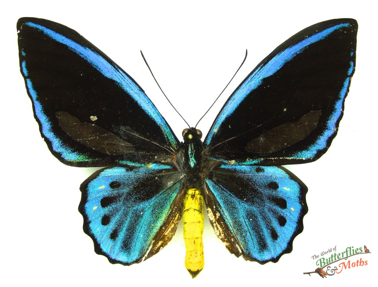 Ornithoptera priamus caelestis SOLOMON ISLANDS (Pair) - World of ...
