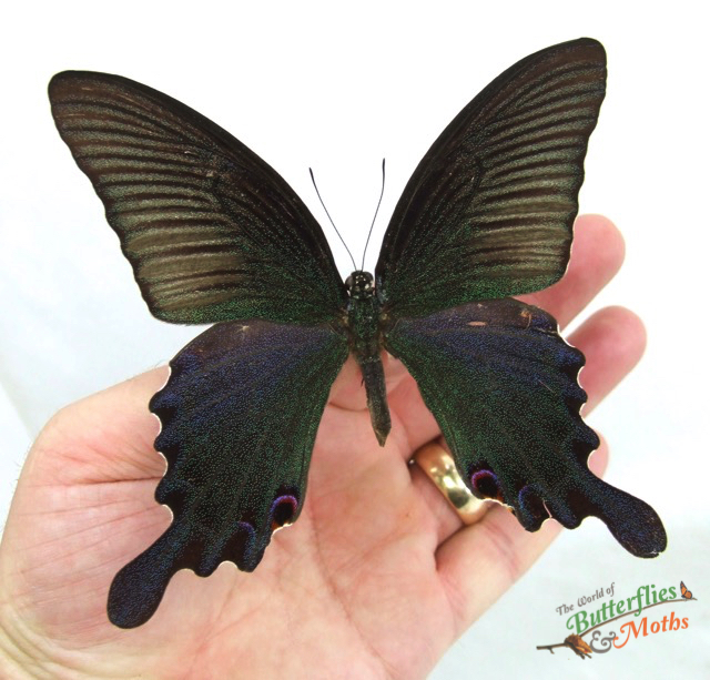 Papilio dialis cataleucas The Southern Chinese Peacock CHINA - World of ...