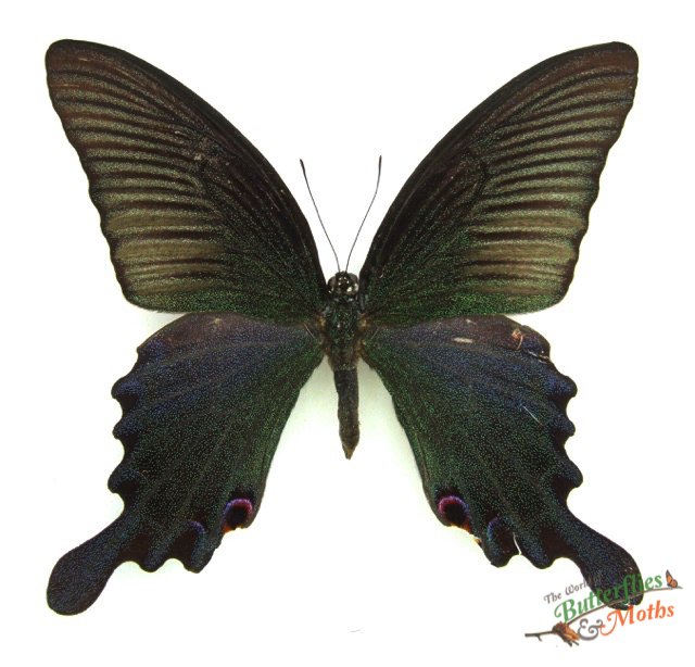 Papilio dialis cataleucas The Southern Chinese Peacock CHINA - World of ...