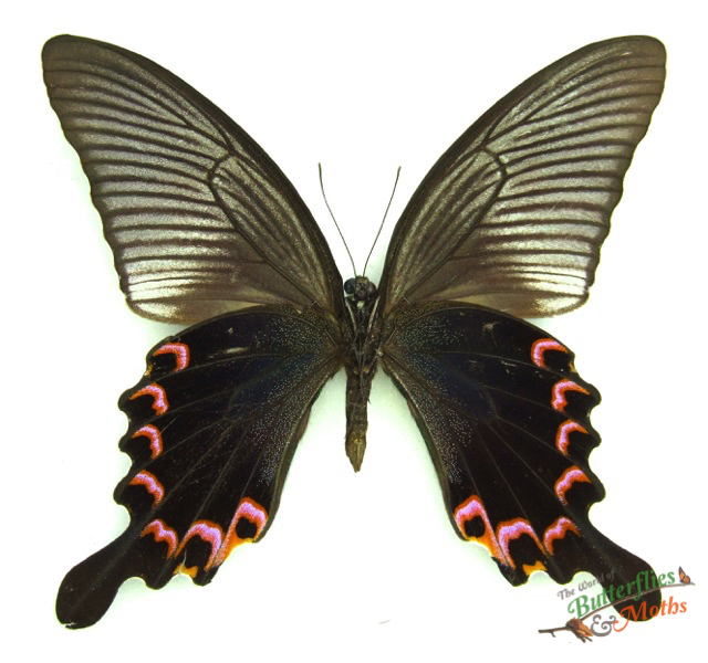 Papilio dialis cataleucas The Southern Chinese Peacock CHINA - World of ...