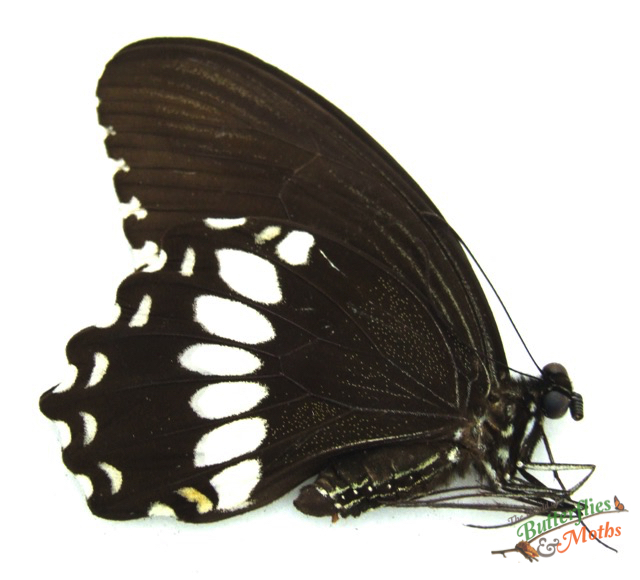 Papilio polytes alphenor Seram INDONESIA - World of Butterflies and Moths
