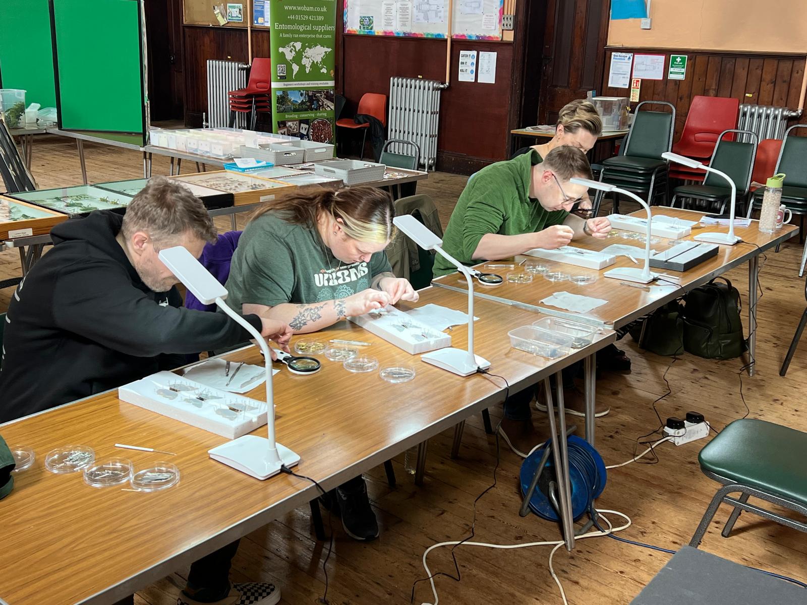 Entomology Workshop: Learn Insect Taxidermy Today - World of ...