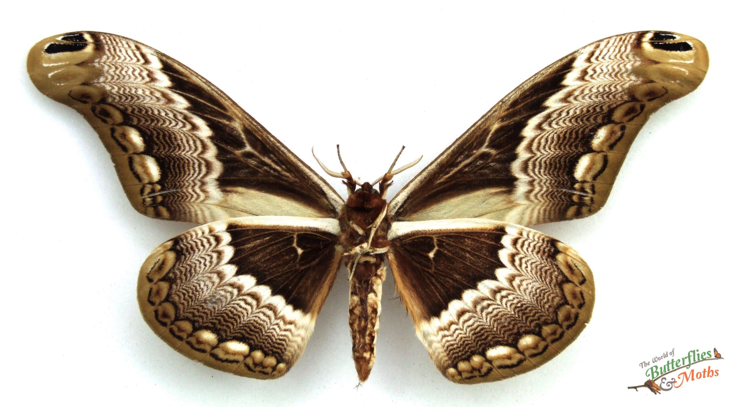 Dactyloceras lucina CAMEROON (A2) - World of Butterflies and Moths
