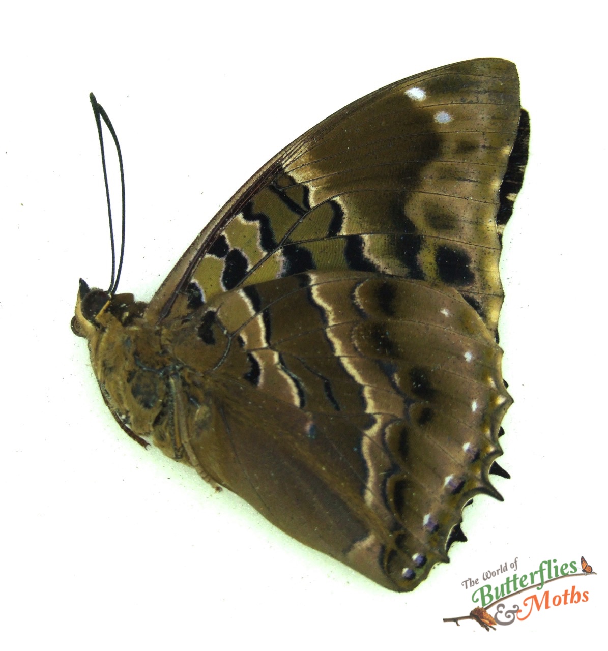 Charaxes numenes Lesser Blue Charaxes AFRICA - World of Butterflies and ...