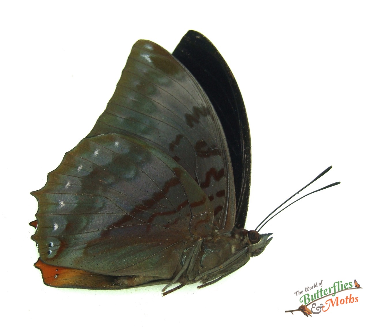 Charaxes protoclea Flame Charaxes AFRICA - World of Butterflies and Moths