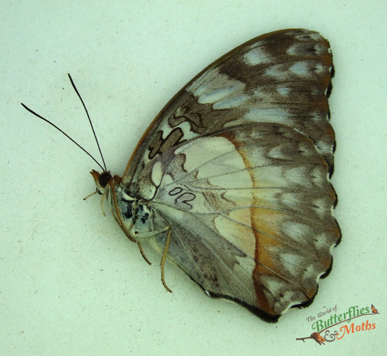 Cymothoe beckeri Becker's creamy yellow glider CAMEROON - World of ...