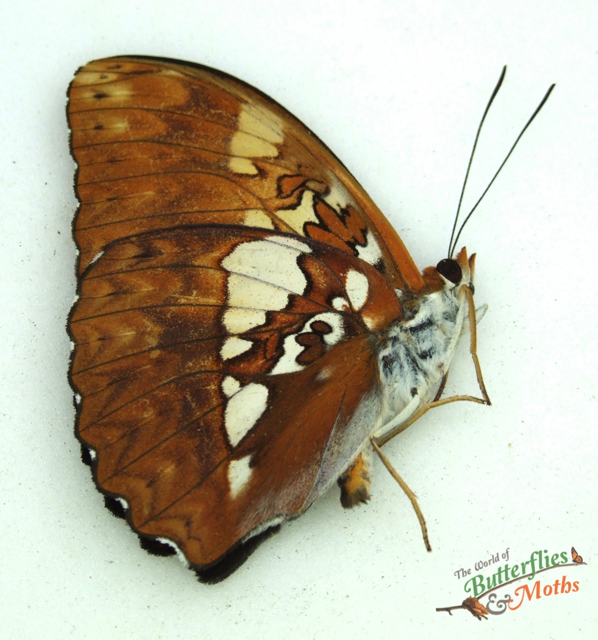 Cymothoe beckeri Becker's creamy yellow glider CAMEROON - World of ...