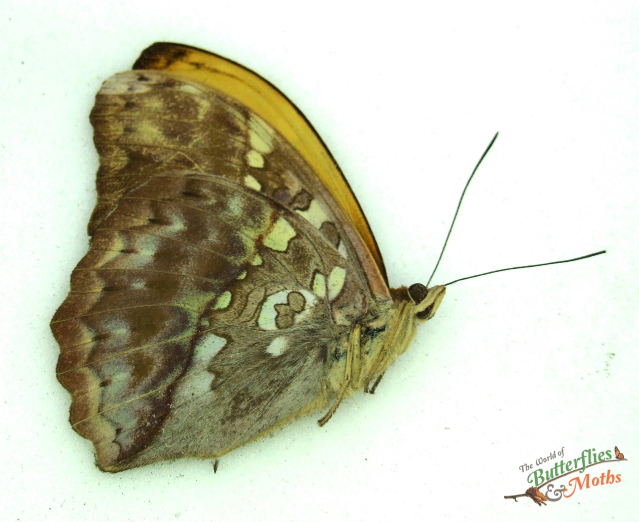 Cymothoe fumana balluca Scalloped yellow glider CAMEROON - World of ...