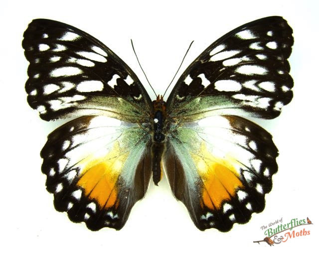 Cymothoe beckeri Becker's creamy yellow glider CAMEROON - World of ...