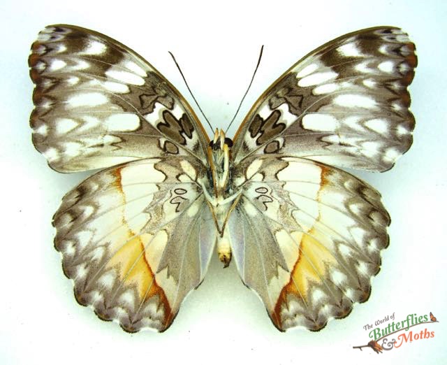 Cymothoe beckeri Becker's creamy yellow glider CAMEROON - World of ...